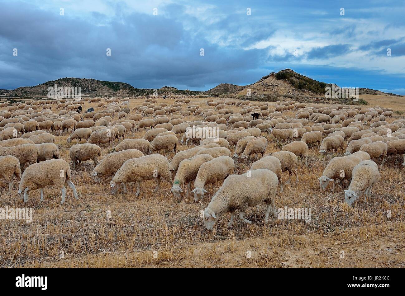 Coming back from the summer pastures (from the Roncal Valley in the ...
