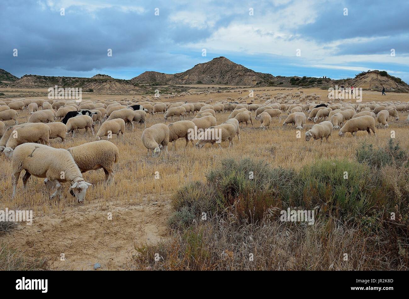 Coming back from the summer pastures (from the Roncal Valley in the ...