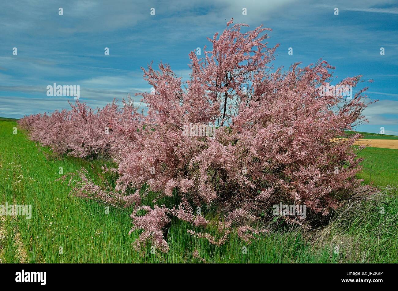 Hedge of French Tamarisk (Tamarix gallica) at the edge of a wheat ...