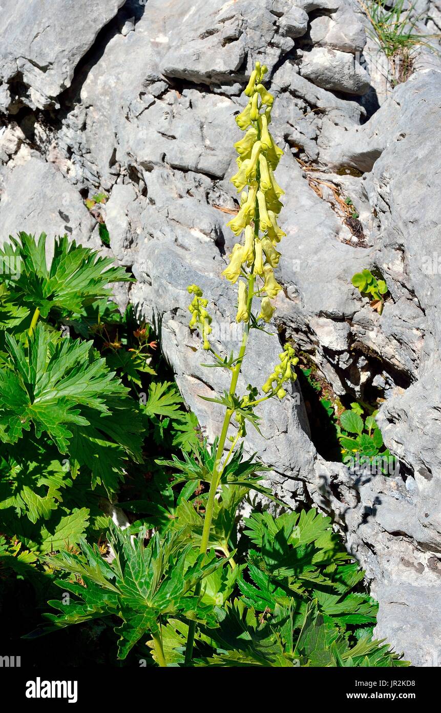 Wolfsbane: Aconitum vulparia. Habitat: rocky grounds, wet grassland ...
