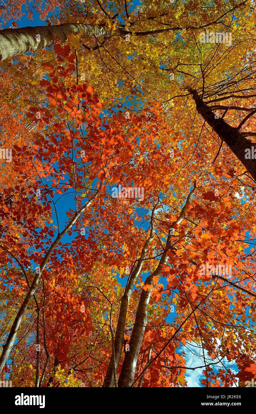 Northern red oak (Quercus rubra) forest in autumn, Pyrenees, France ...