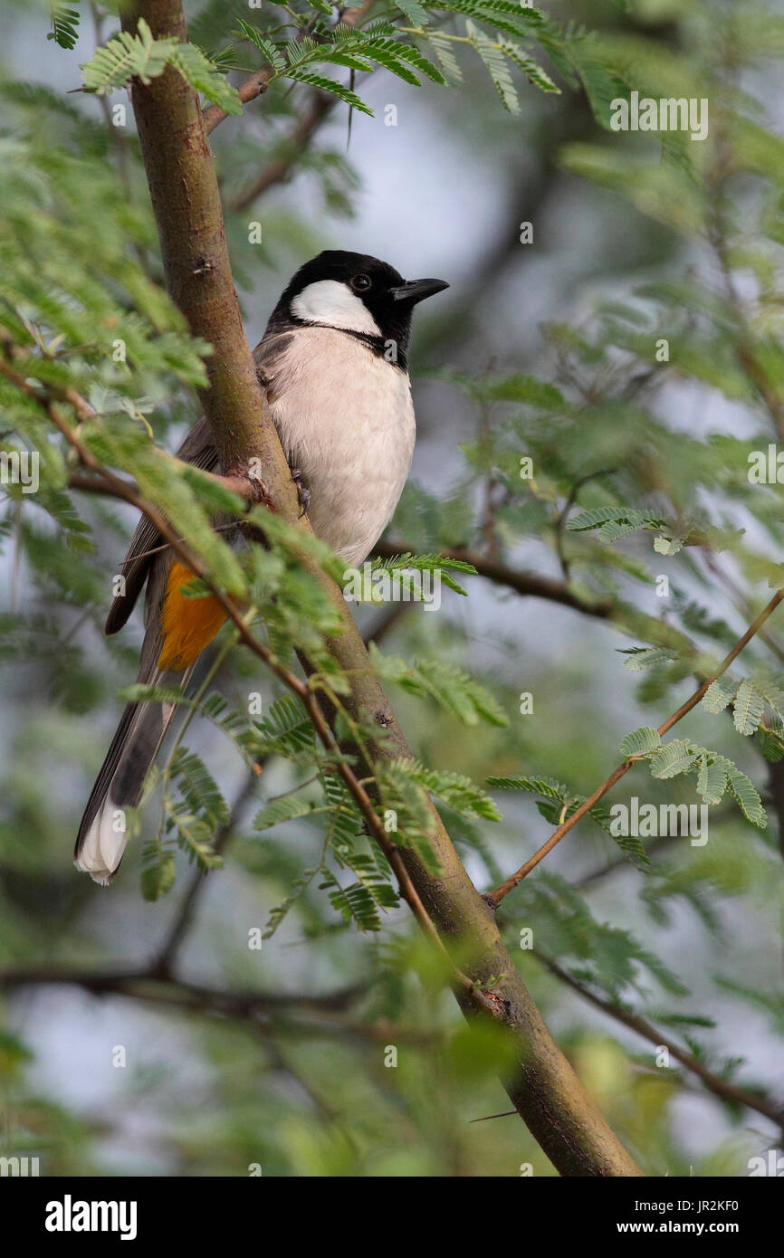 White-cheeked Bulbul (Pycnonotus leucogenys) on a branch, India Stock ...