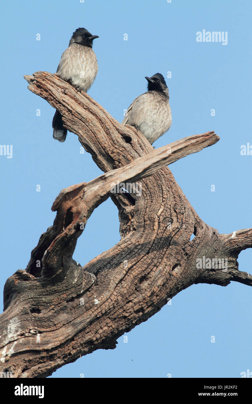 Red-vented Bulbul (Pycnonotus cafer) on a branch, India Stock Photo - Alamy
