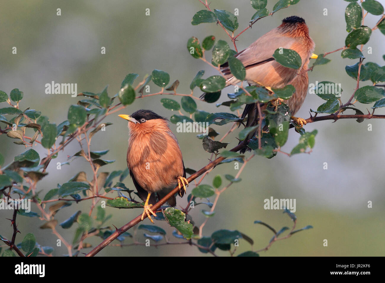Brahminy Starlings (Sturnia pagodarum) on a branch, India Stock Photo ...