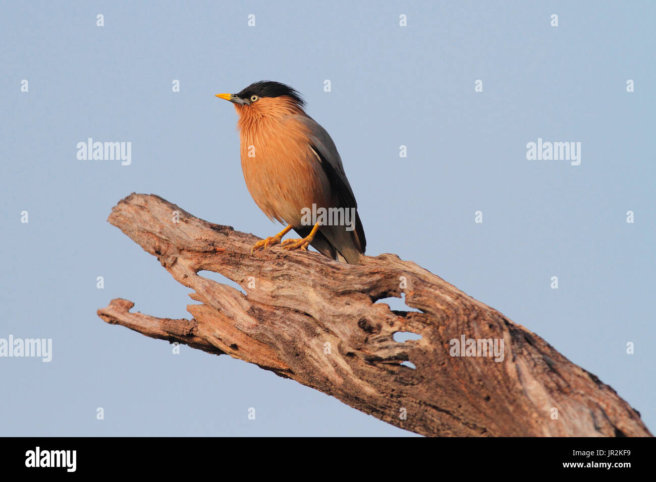 Brahminy Starling (Sturnia pagodarum) on a branch, India Stock Photo ...