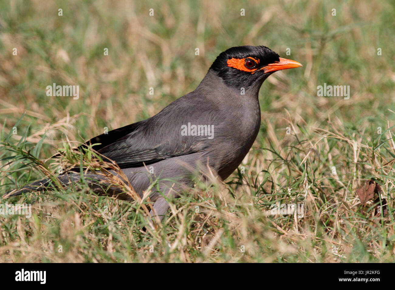 Bank Myna (Acridotheres ginginianus) in grass, Keoladeo, India Stock ...
