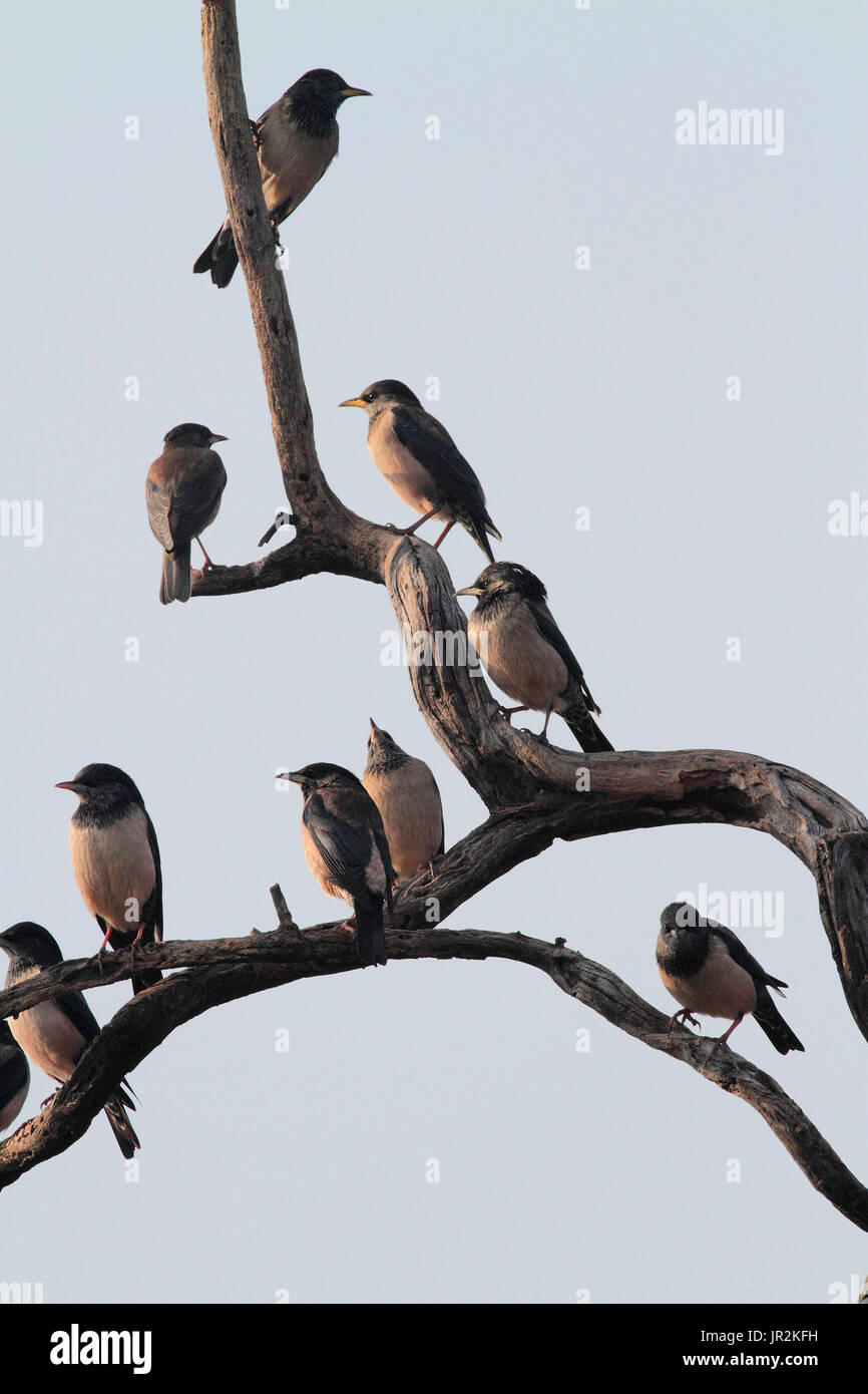 Rosy Starlings (Sturnus roseus) on a branch in wintering, Keoladeo ...