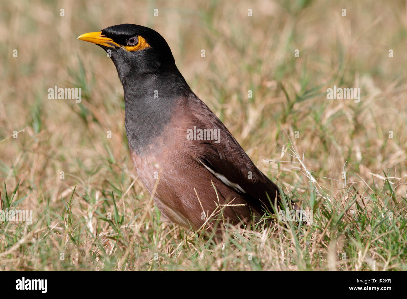 Common Myna (Acridotheres tristis) in grass, India Stock Photo - Alamy