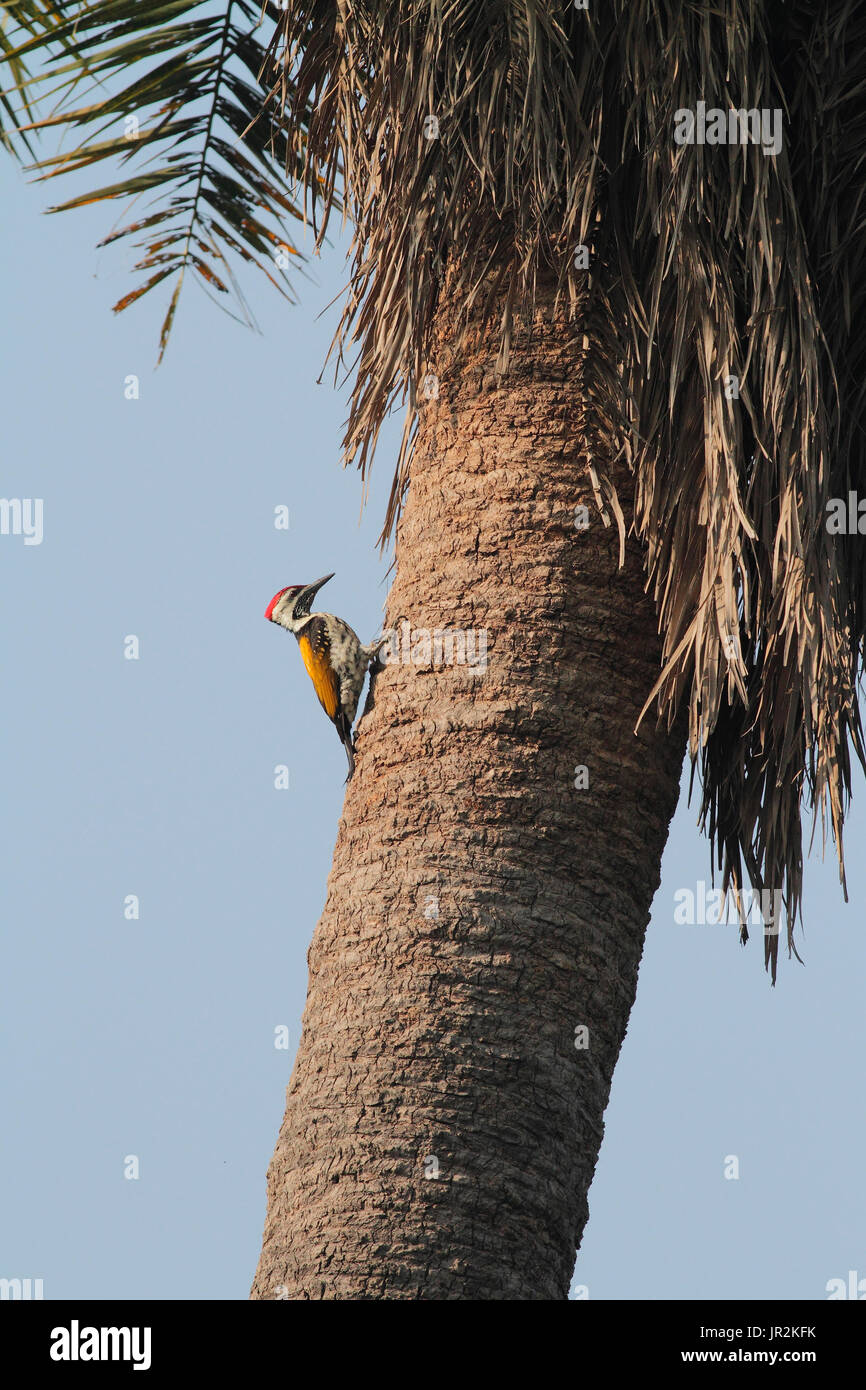 Black-rumped flameback (Dinopium benghalense) on palmtree, India Stock ...