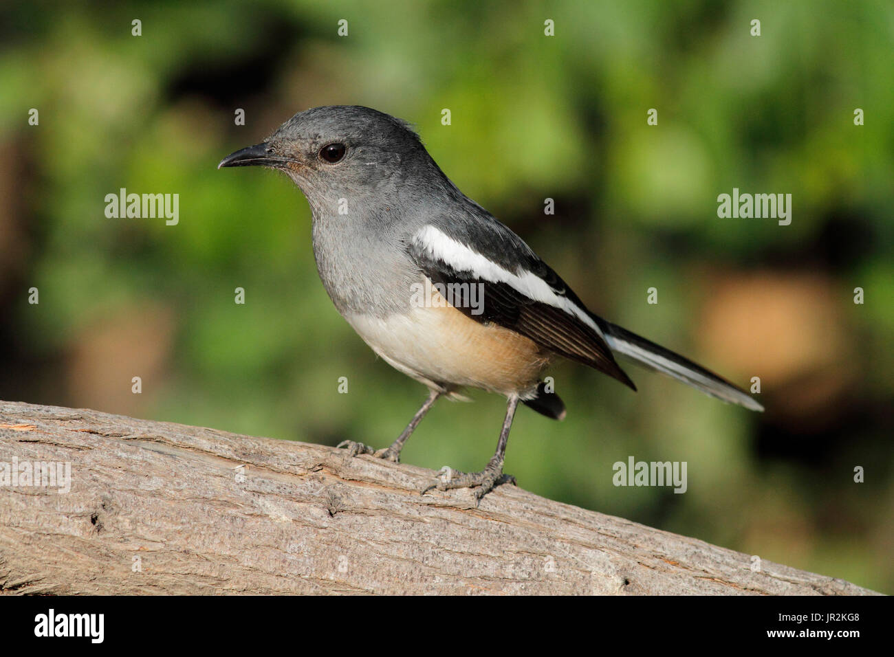 Oriental Magpie Robin (Copsychus saularis) female, India Stock Photo ...