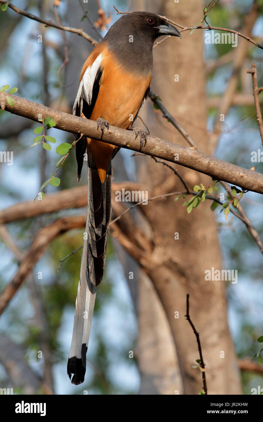 Treepies of india hi-res stock photography and images - Alamy