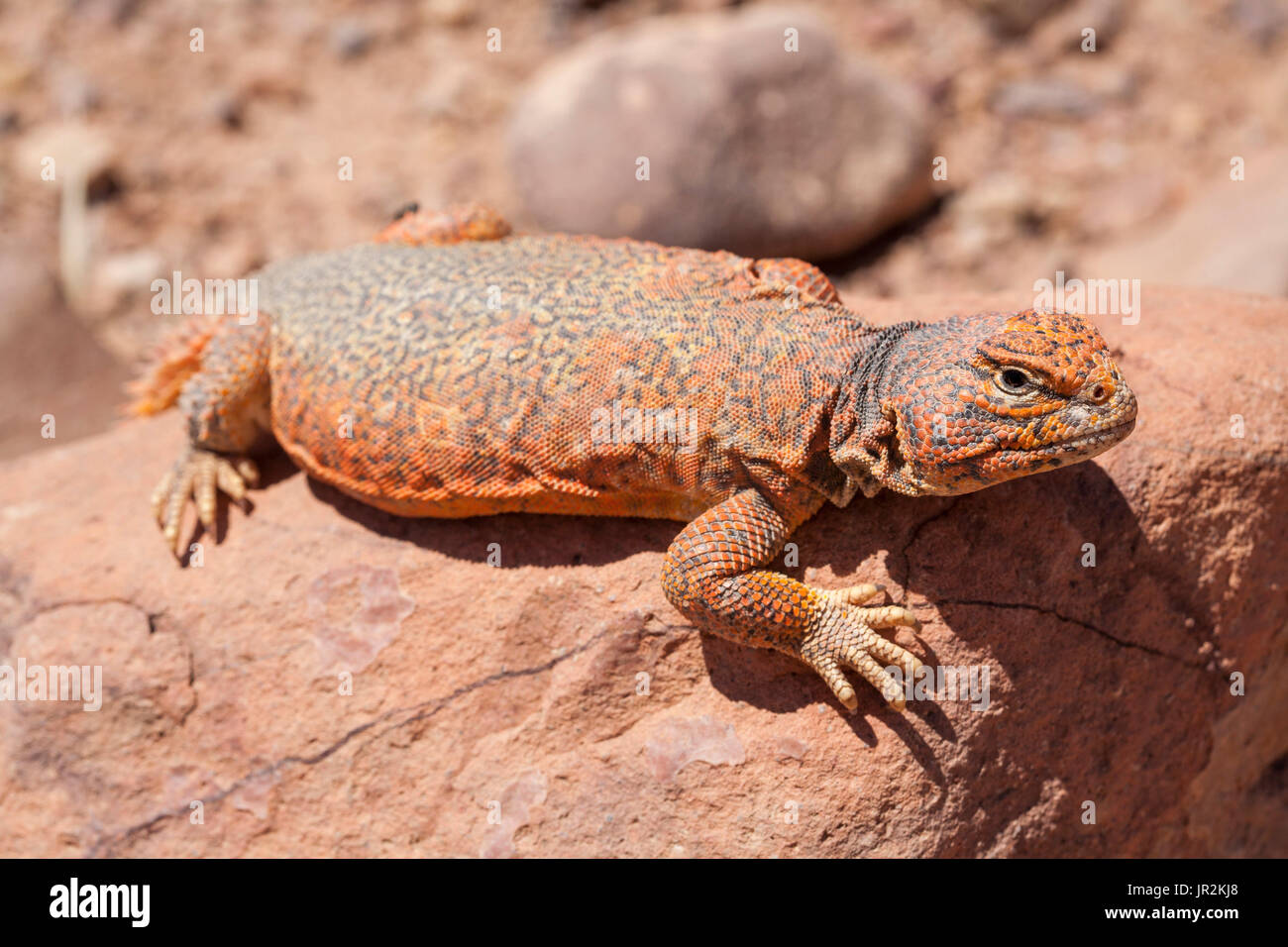 African Spiny-tailed Lizard (Uromastyx acanthinurus), orange form ...