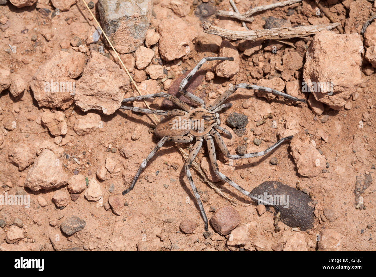 Eusparassus hi-res stock photography and images - Alamy