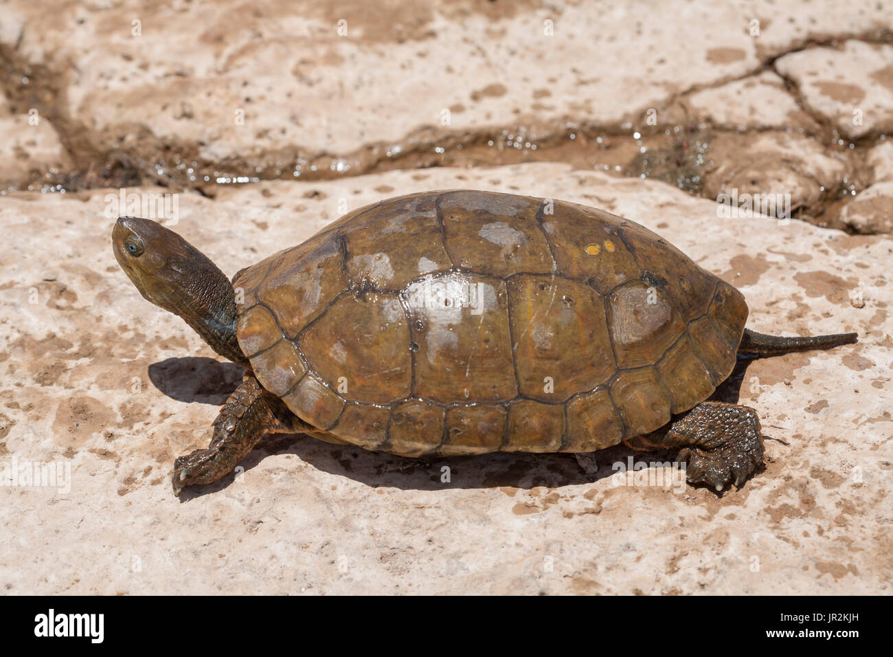 Mediterranean turtle mauremys hi-res stock photography and images - Alamy
