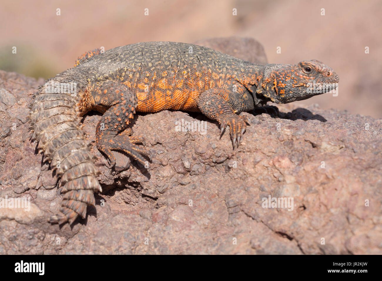 African Spiny-tailed Lizard (Uromastyx acanthinurus), orange form ...