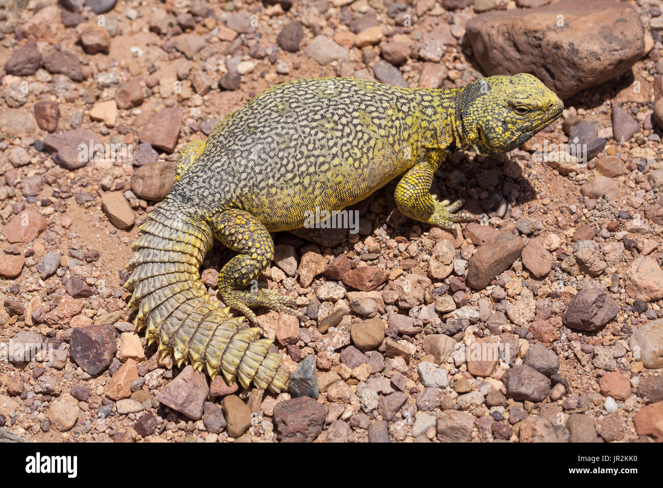 African Spiny-tailed Lizard (Uromastyx acanthinurus), yellow form ...