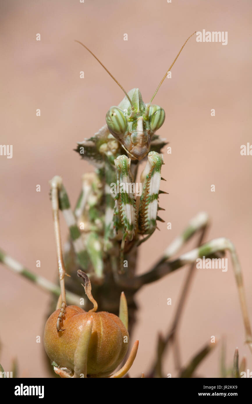 Thistle mantis (Blepharopsis mendica), Morocco Stock Photo - Alamy