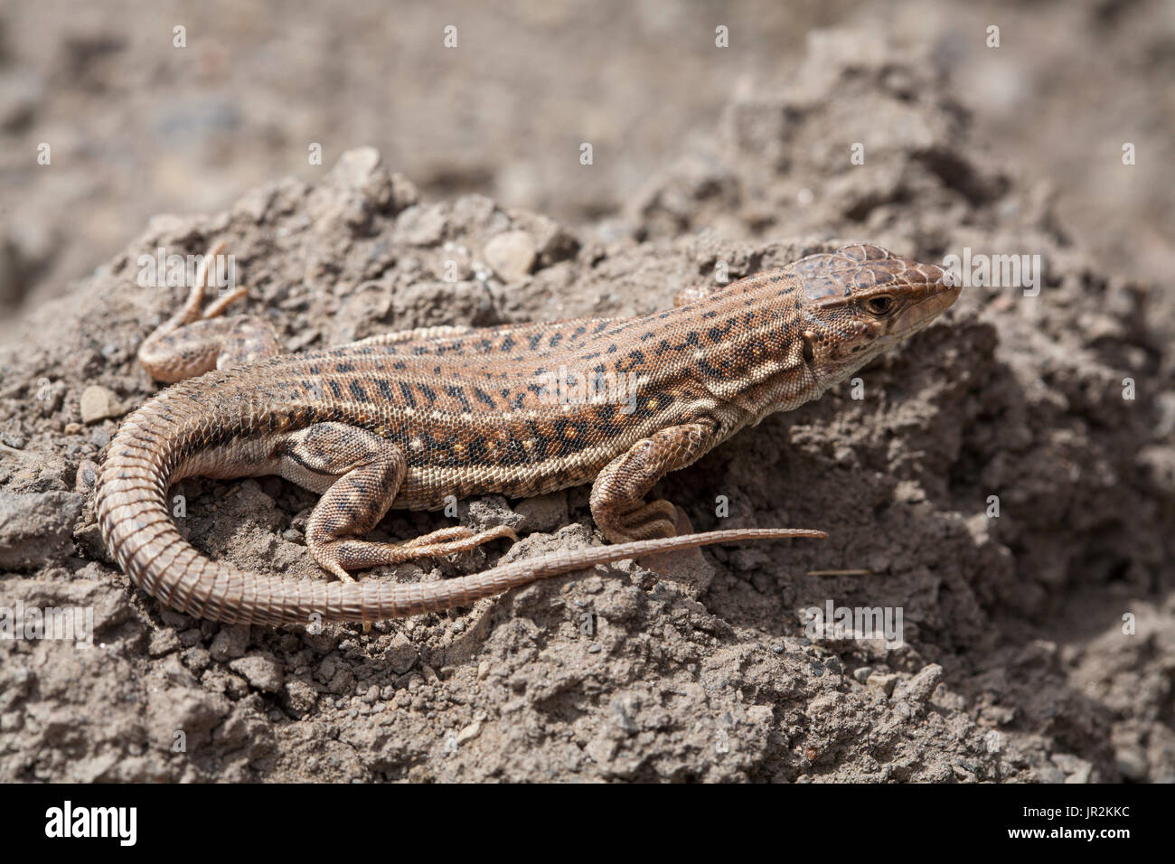 Spiny-Footed Lizard (Acanthodactylus erythrurus belli), Atlas, Morocco ...