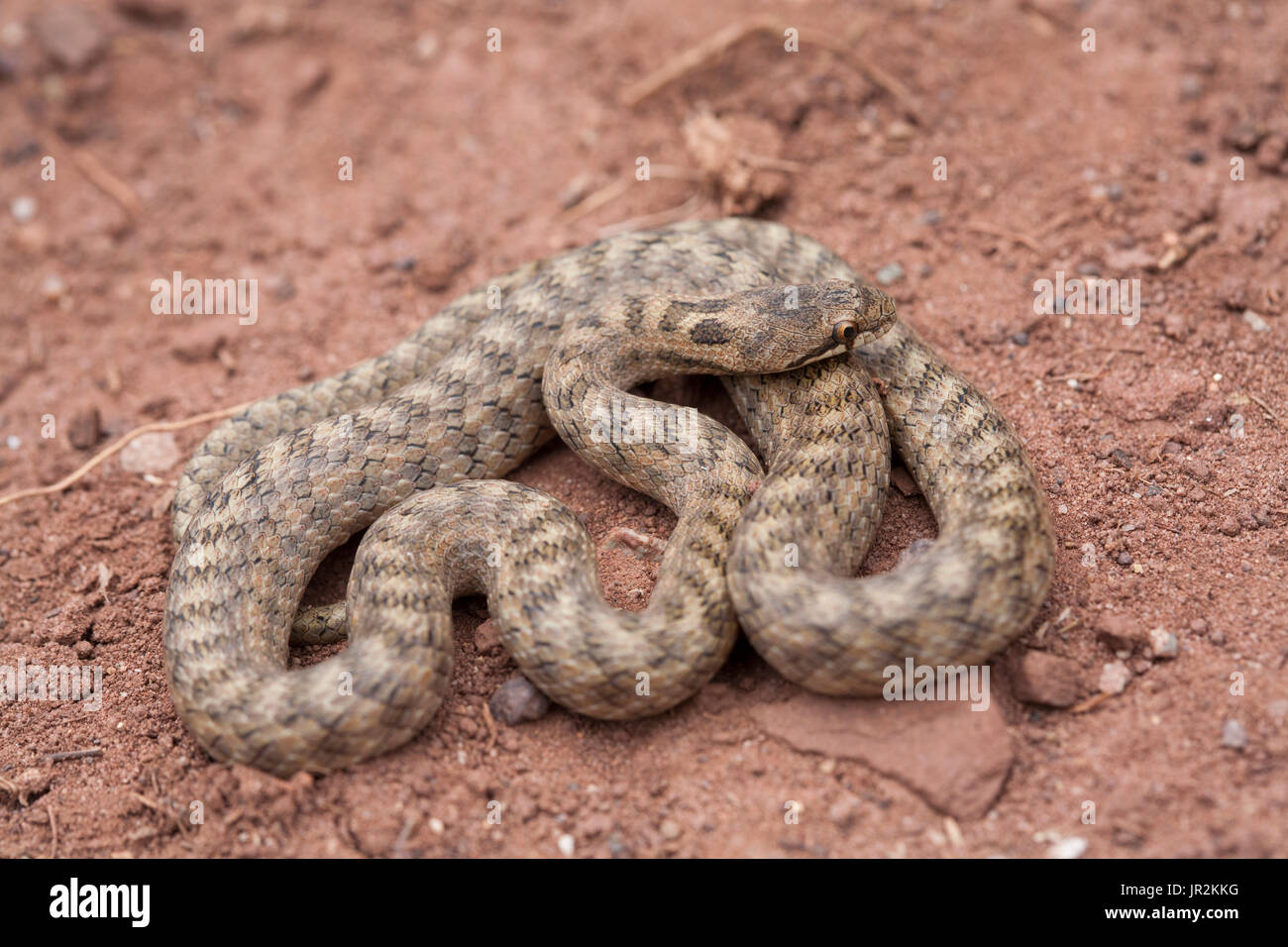 Southern smooth snake hi-res stock photography and images - Alamy