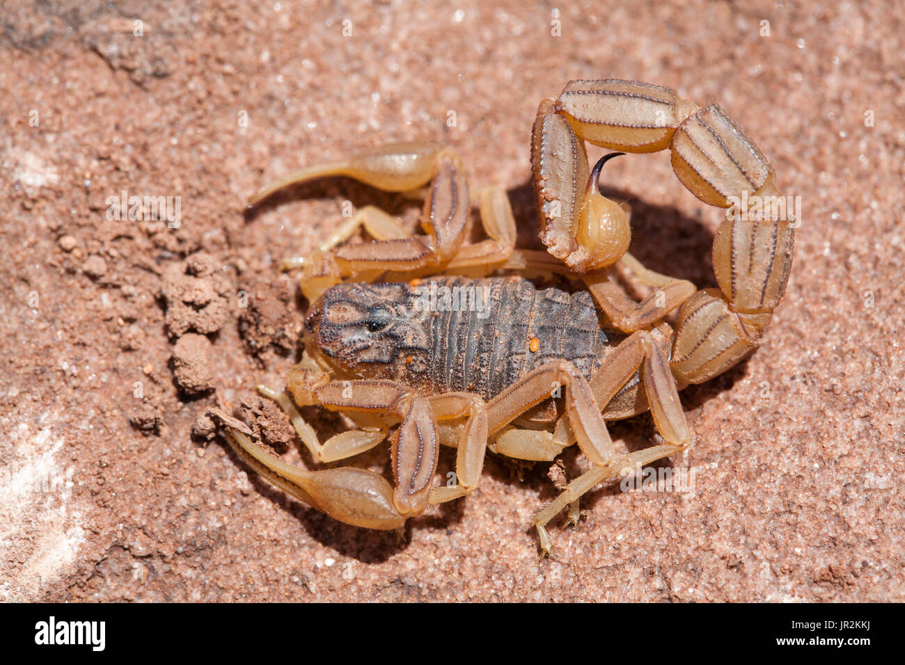 Scorpion (Buthus lienhardi) ou (Buthus occitanus tunetanus) lepineyi ...