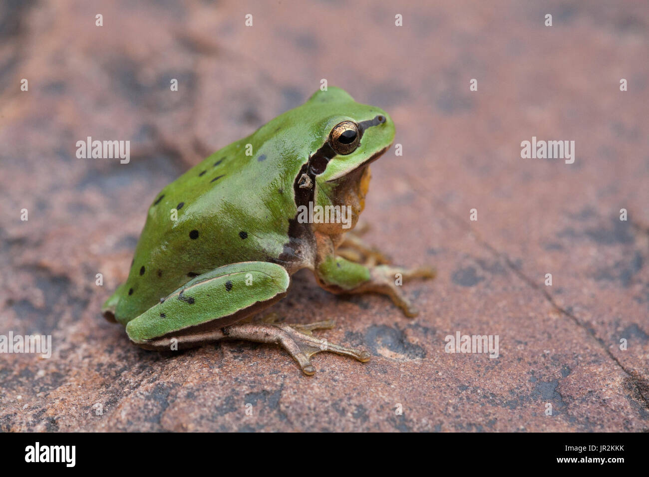 Stripeless Tree Frog (Hyla meridionalis), Punctuated form of the High ...