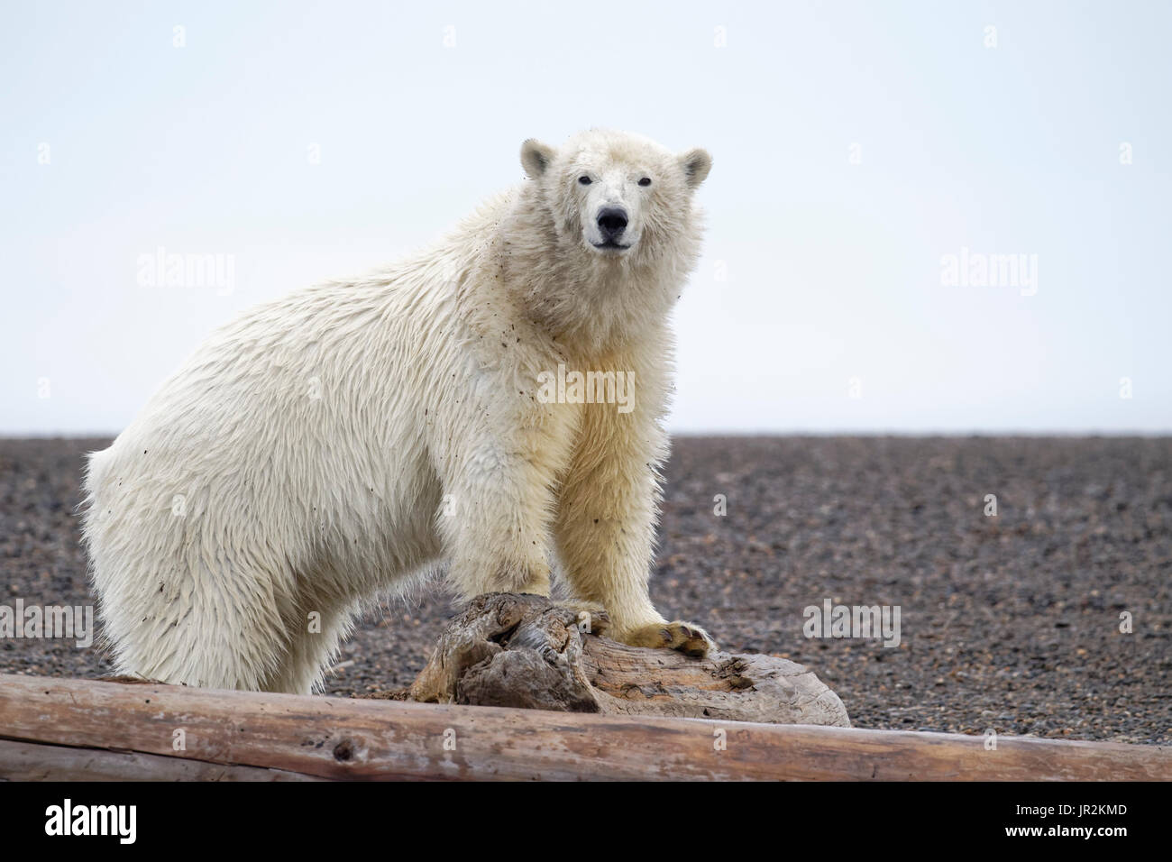 Polar bear (Ursus maritimus) on shore, Barter Island, North of the ...