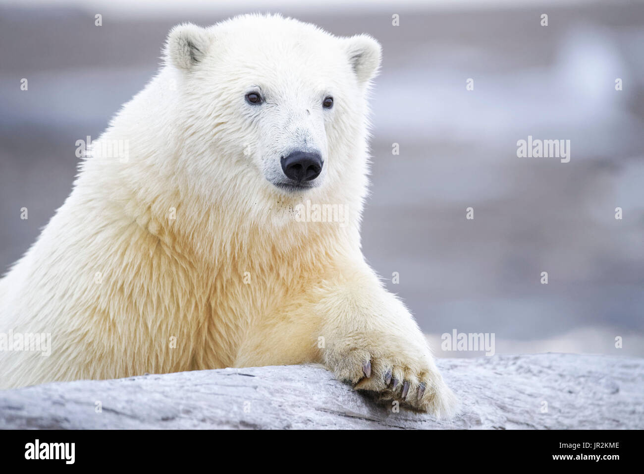 Portrait of Polar bear (Ursus maritimus) on shore, Barter Island, North ...