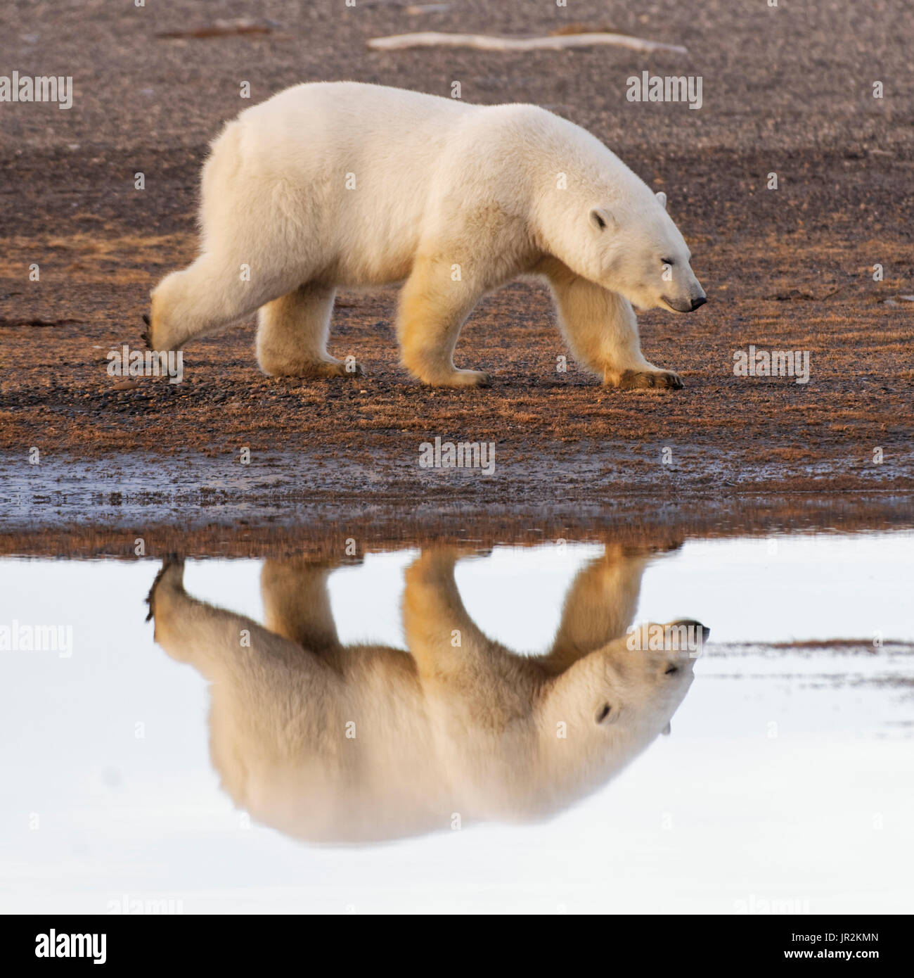 Polar bear (Ursus maritimus) walking on shore, Barter Island, North of ...