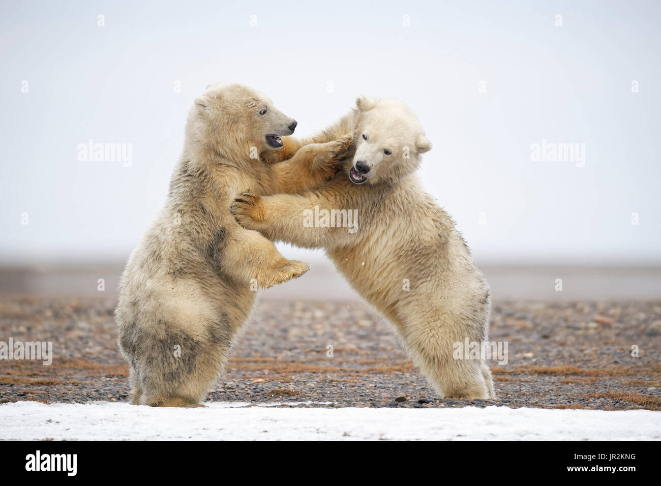 Polar bear (Ursus maritimus) youngs fighting on shore, Barter Island ...