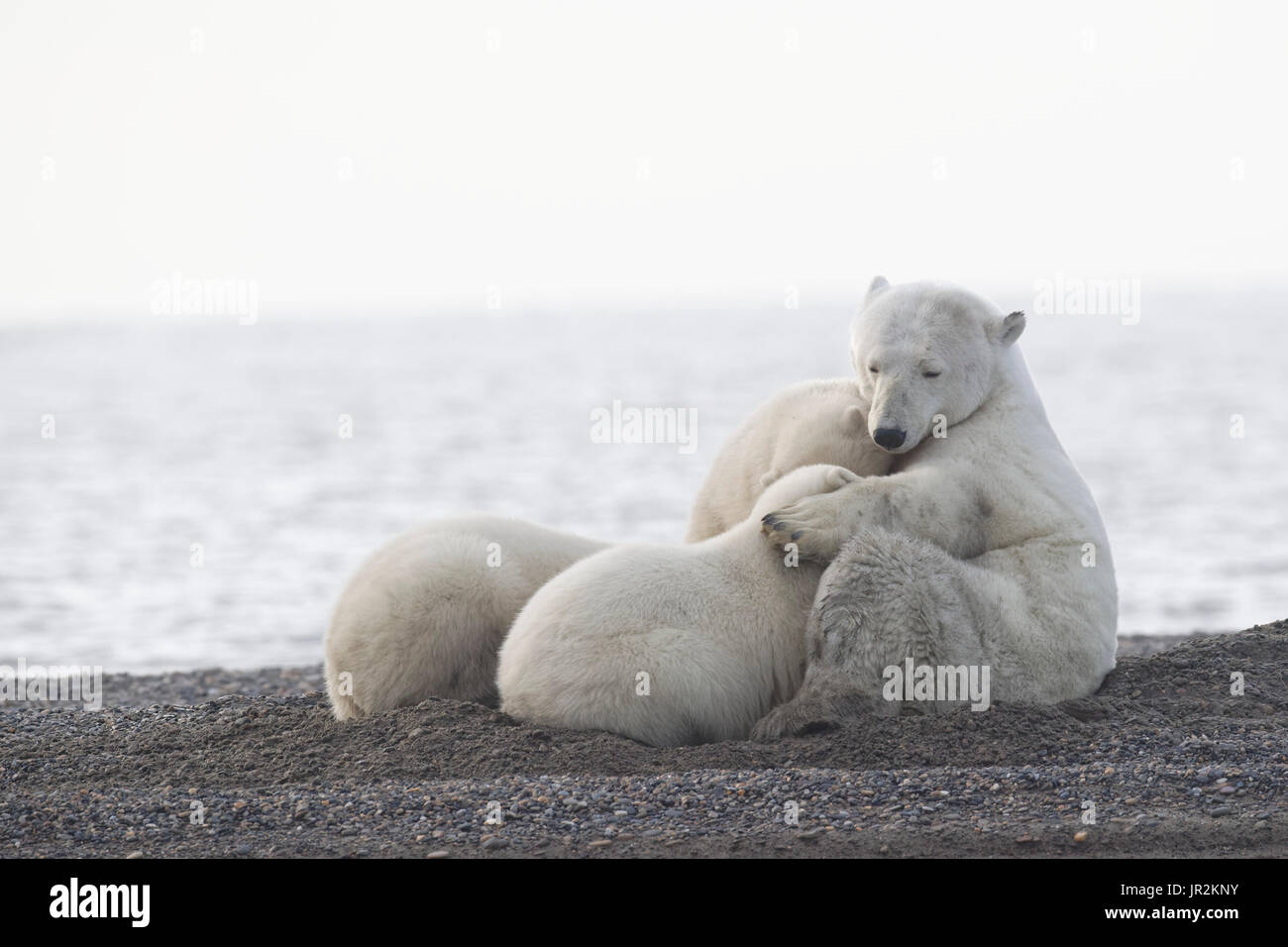 Polar bear (Ursus maritimus) female and young at rest on the shore ...