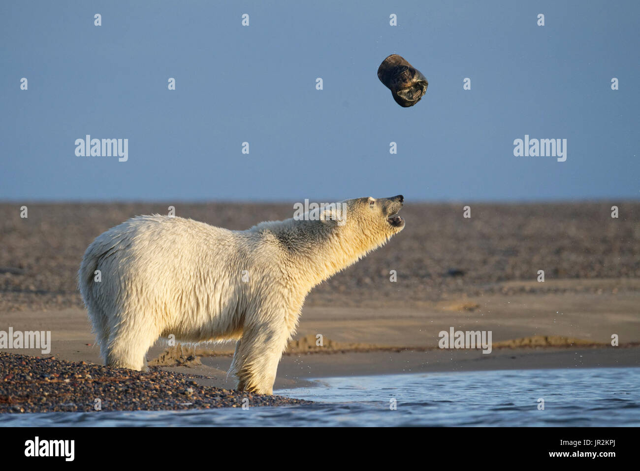 Polar bear (Ursus maritimus) young playing with a cap he projects into ...