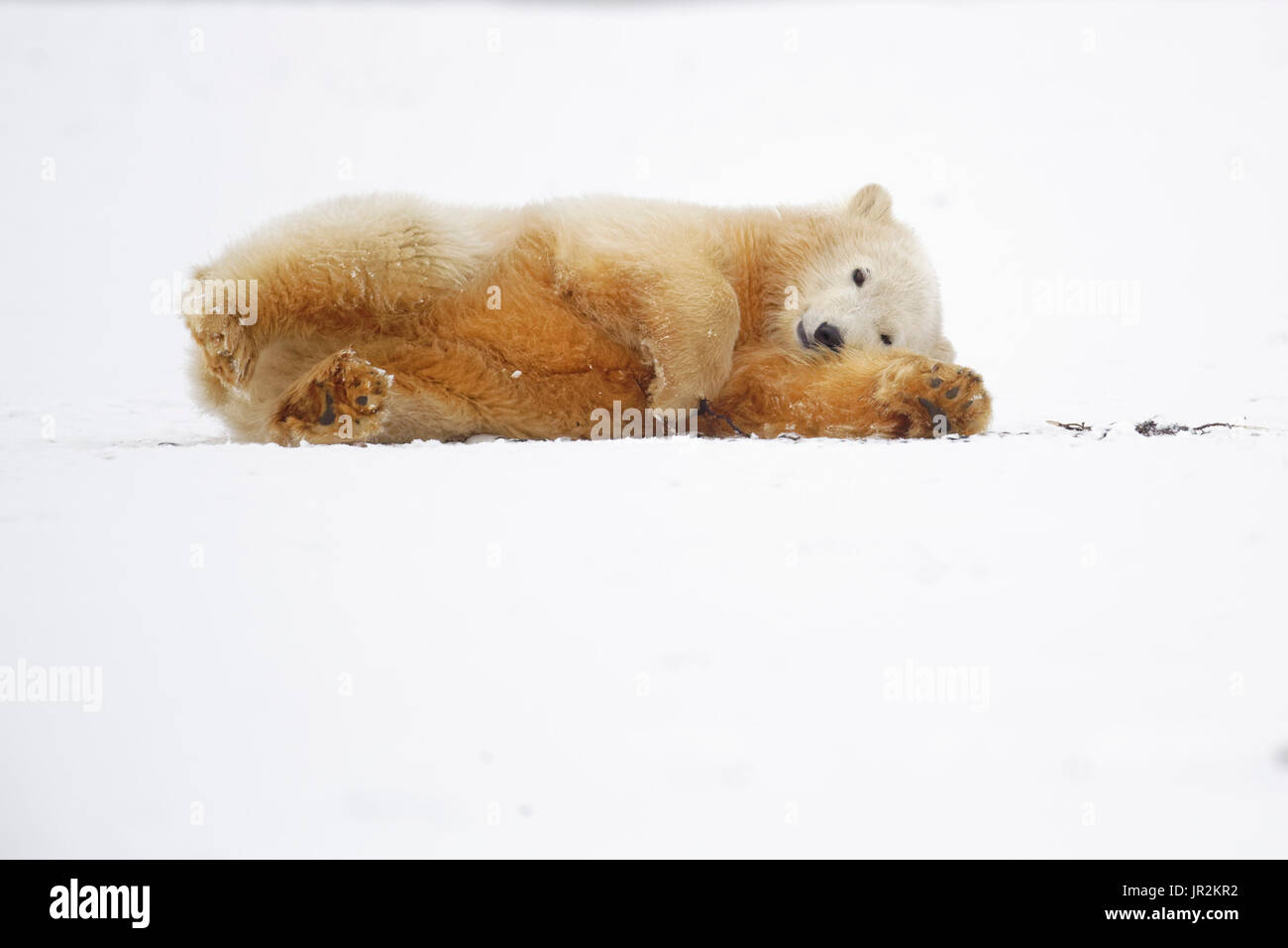 Polar bear (Ursus maritimus) young lying in snow, Barter Island, North ...