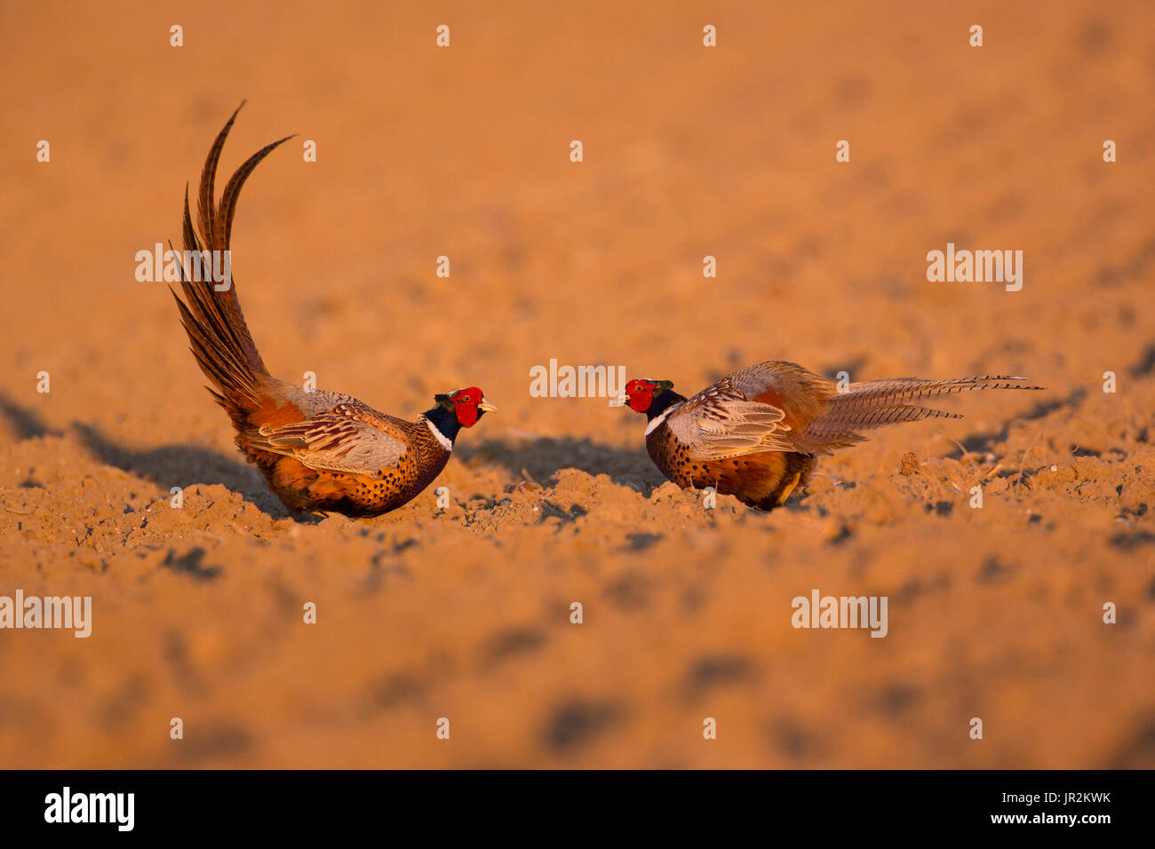 Ring-necked Pheasant (Phasianus colchicus) Males fighting in a plowed ...