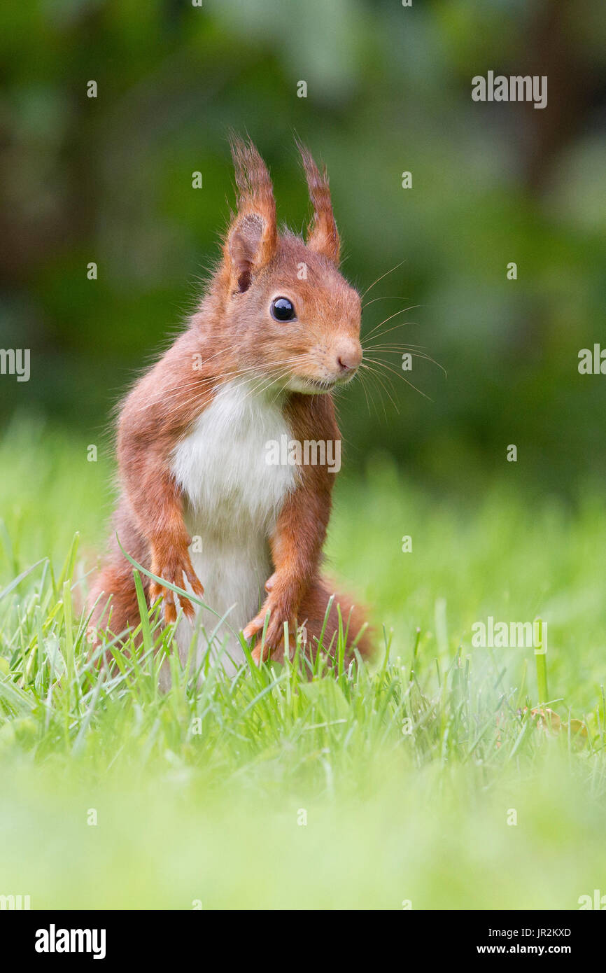 Eurasian red Squirrel (Sciurus vulgaris) in grass, France Stock Photo ...
