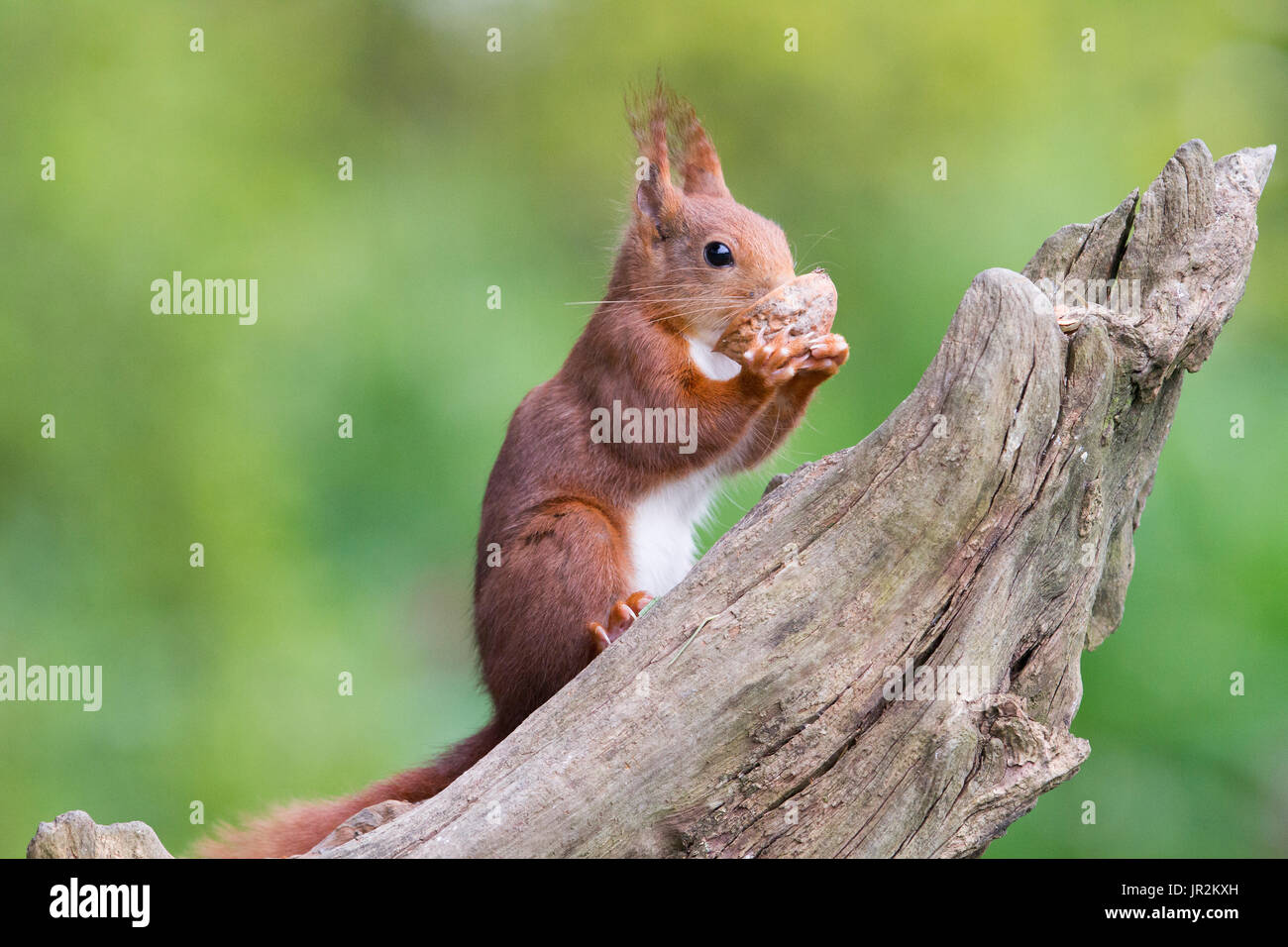 Eurasian red Squirrel (Sciurus vulgaris) eating on a branch, France ...