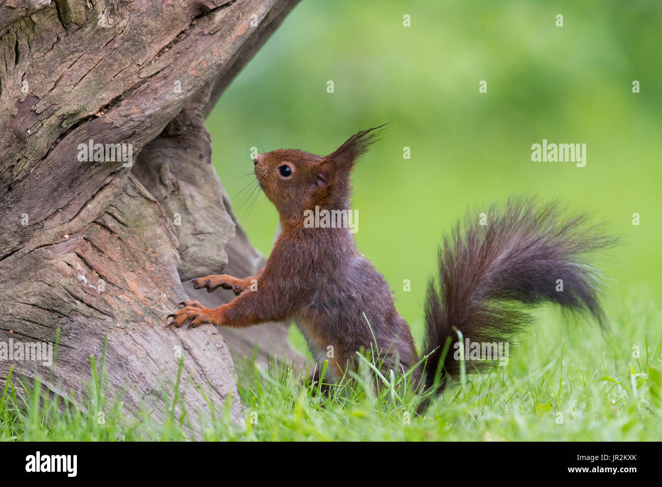 Eurasian red Squirrel (Sciurus vulgaris) in grass, France Stock Photo ...