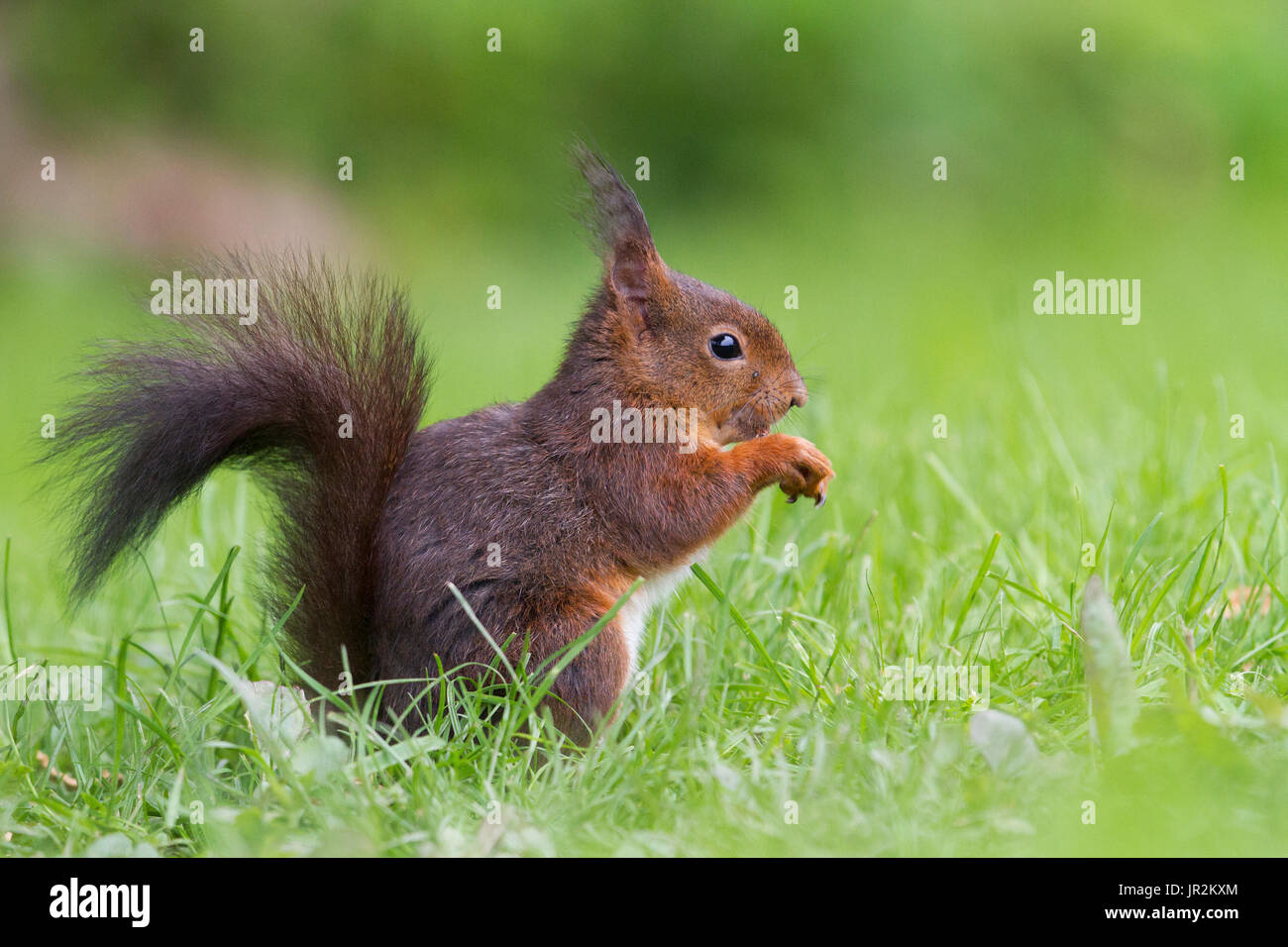 Eurasian red Squirrel (Sciurus vulgaris) in grass, France Stock Photo ...