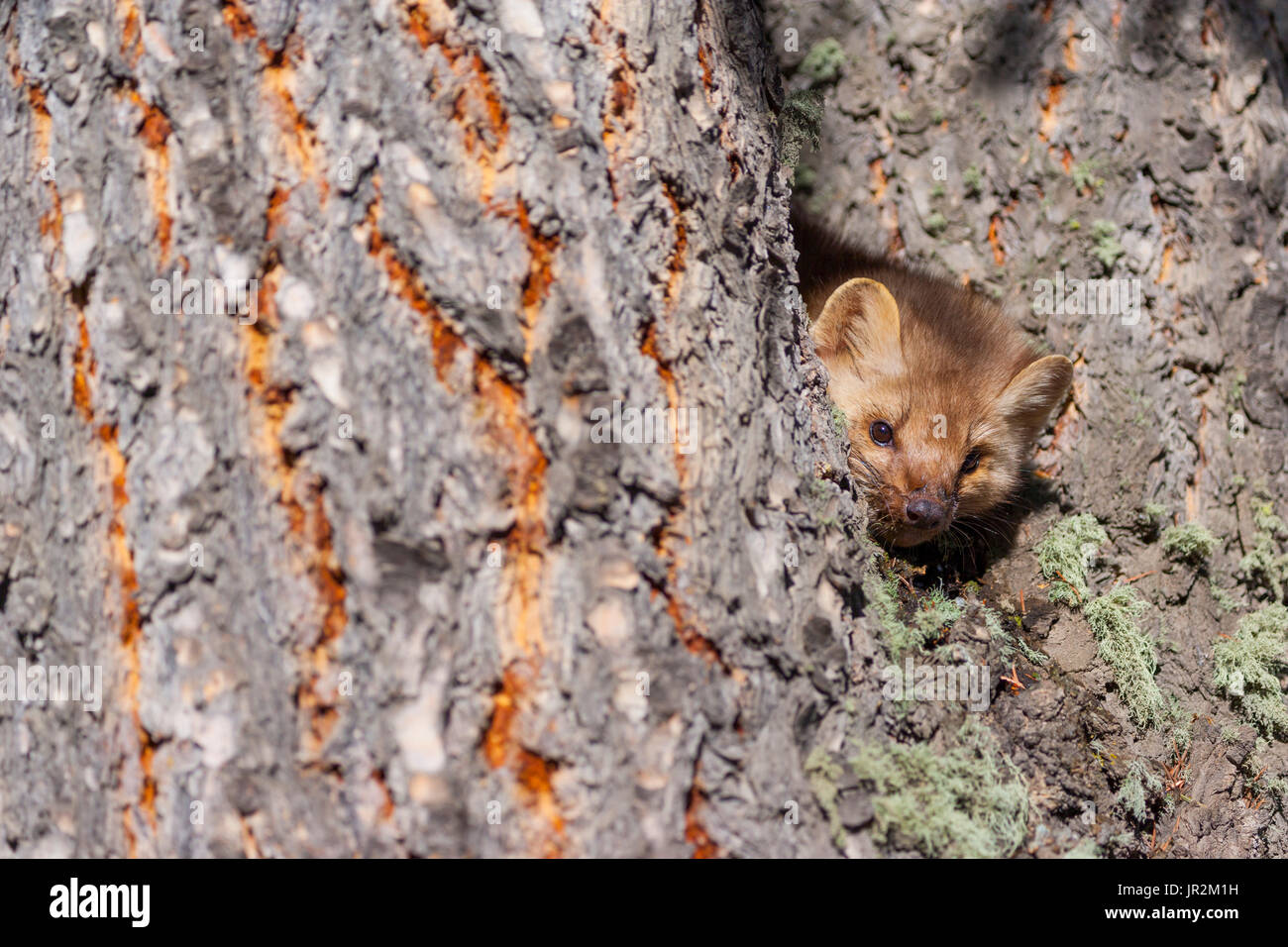 Adult pine marten martes americana hi-res stock photography and images ...