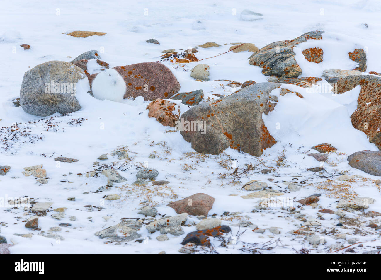 Arctic hare (Lepus arcticus), or polar rabbit in snowy tundra ...