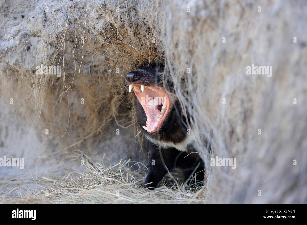Tasmanian devil (Sarcophilus harrisii) yawning at his den entrance ...