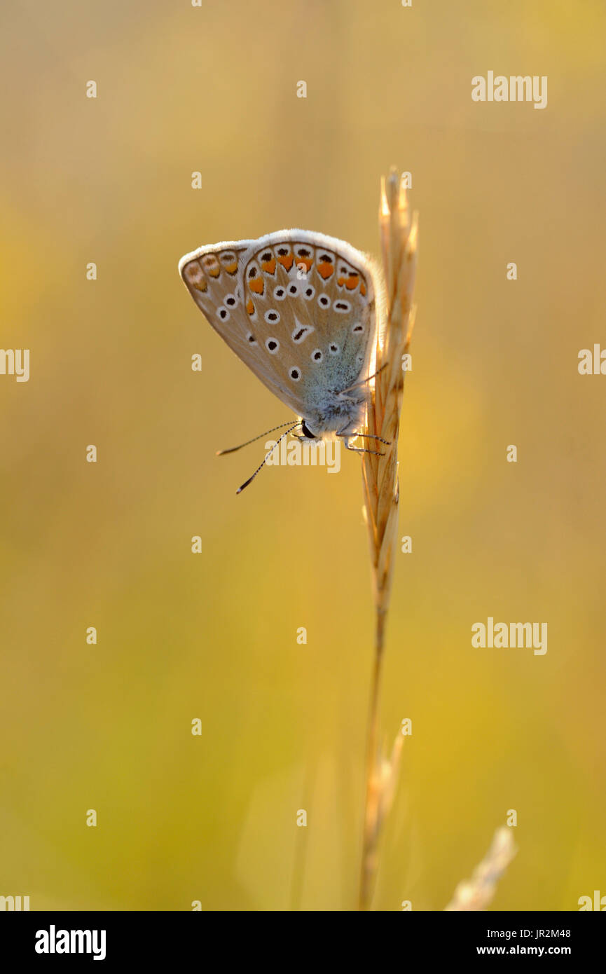Common blue male (Polyommatus icarus) on a stem, Lorraine, France Stock ...