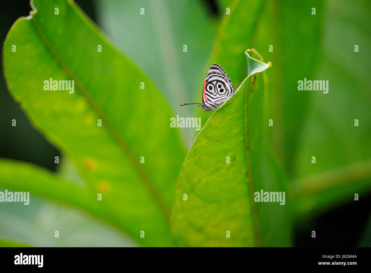 Eighty-eight Butterfly (Diaethria clymena) on a leaf, Trinidad ...