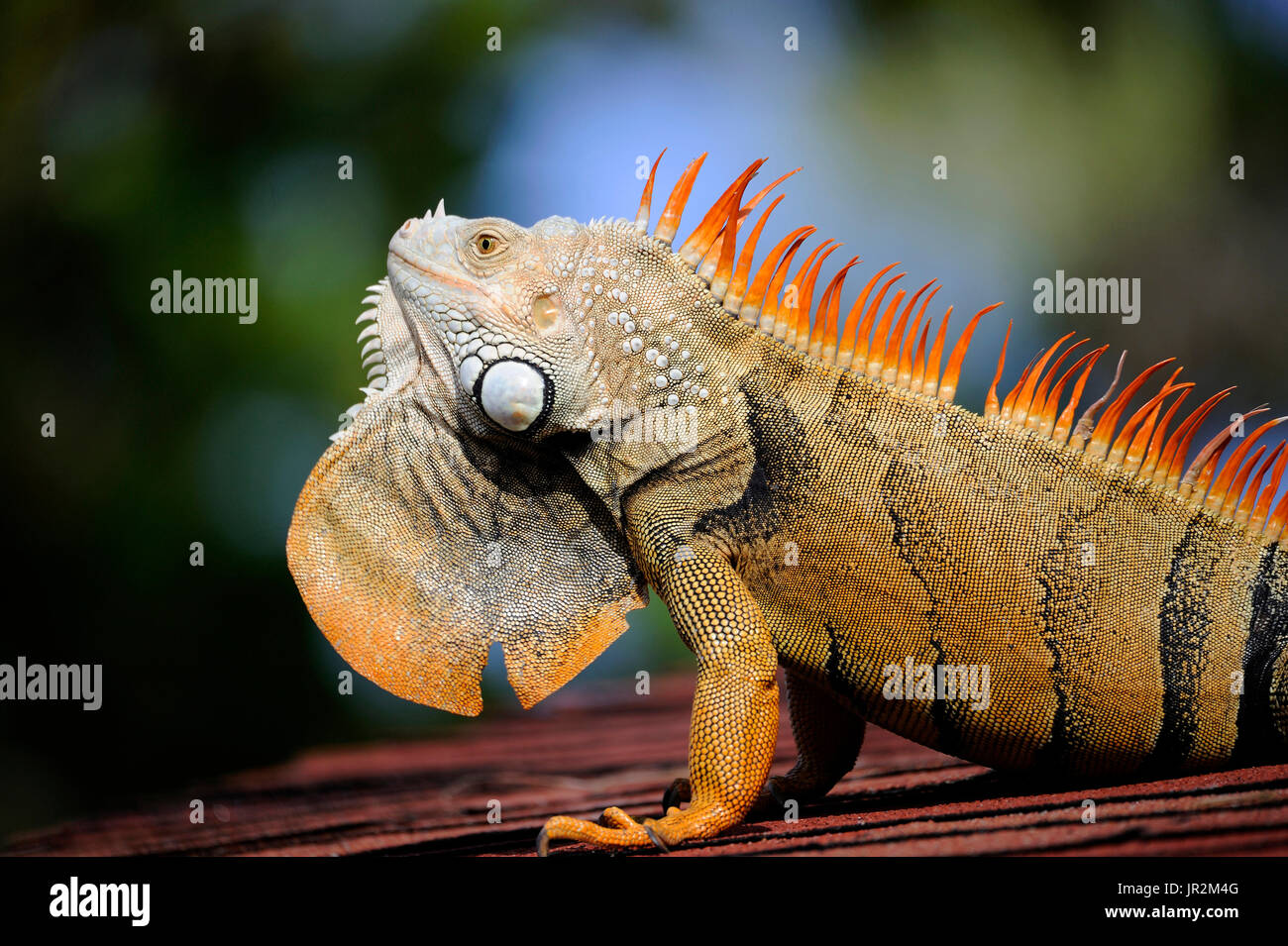 Green iguana (Iguana iguana) male intimidation display, Floride, USA ...