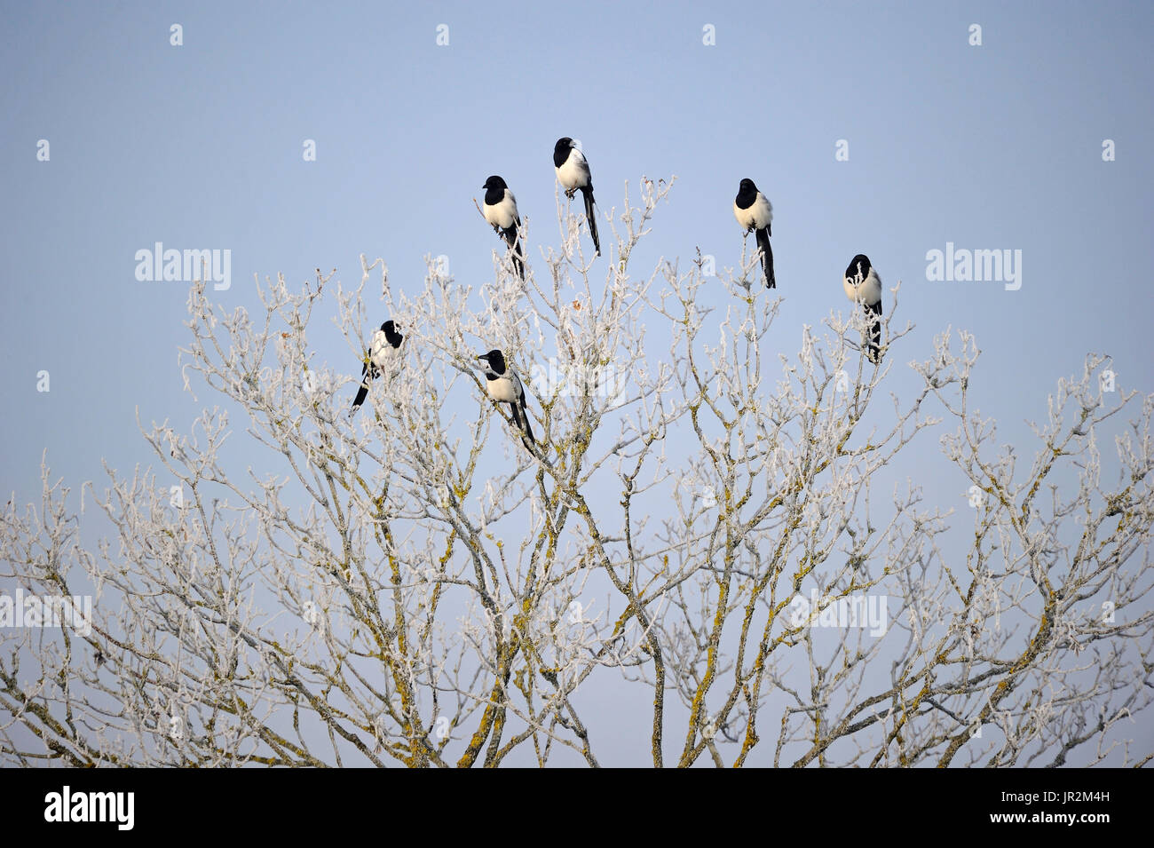 Eurasian magpies (Pica pica) on a frosted tree, Lorraine, France Stock ...