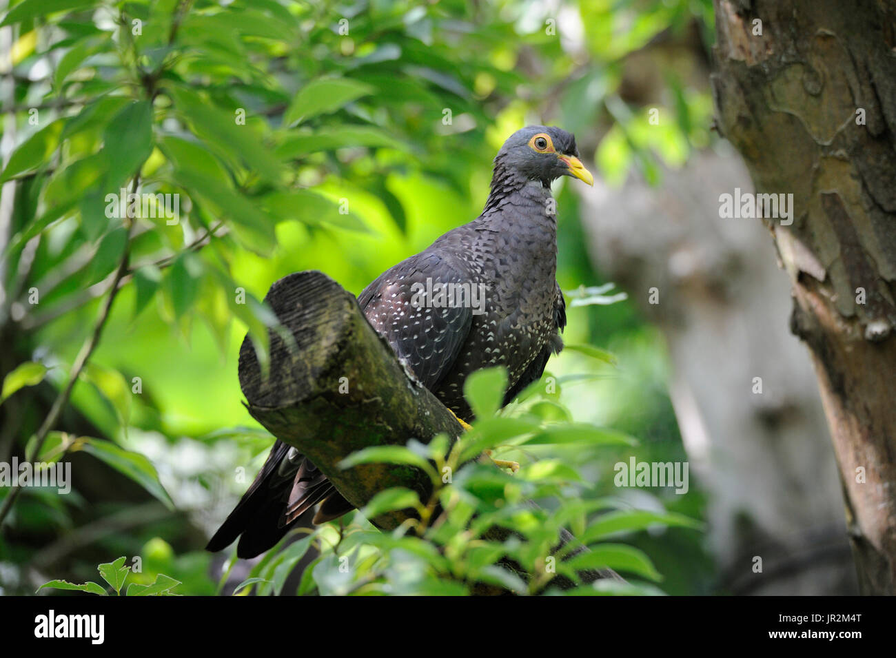 African Olive Pigeon Stock Photos & African Olive Pigeon Stock Images ...