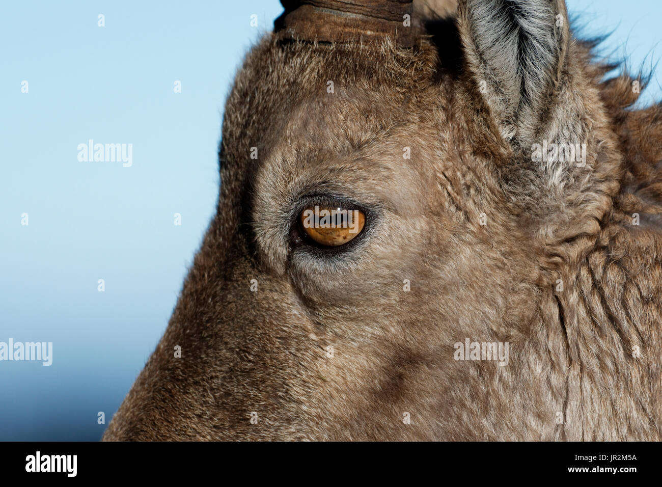 Alpine Ibex (Capra ibex) female eye detail, Suisse Stock Photo - Alamy