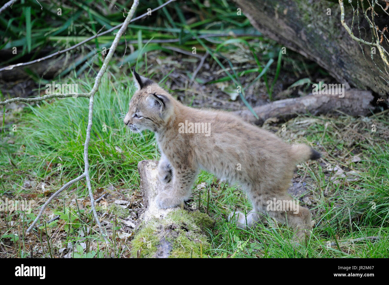 Eurasian Lynx (Lynx lynx) pup Stock Photo - Alamy
