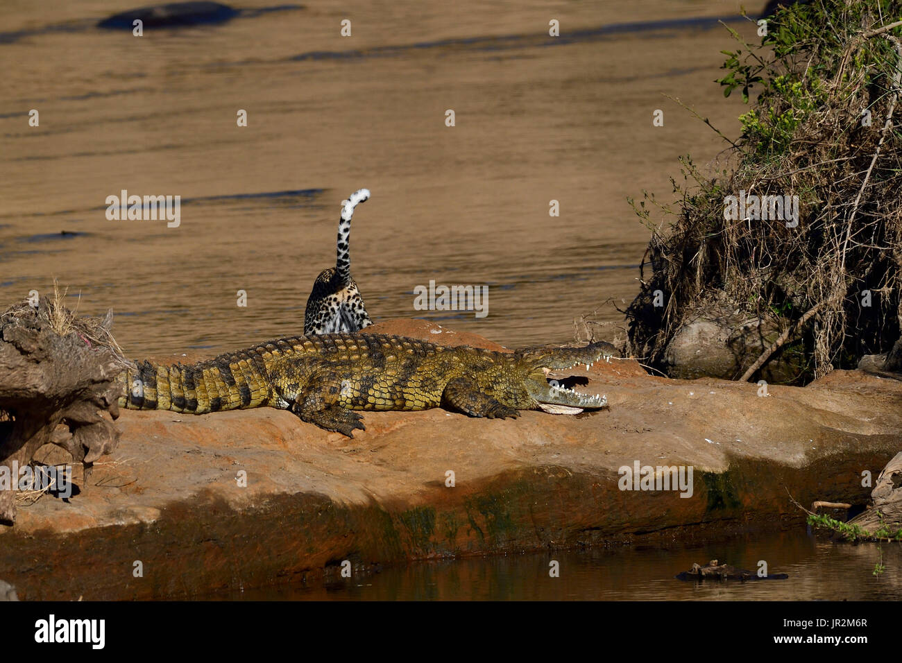 Crocodile Vs Leopard