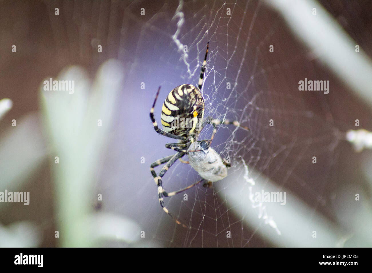 Hunting wasp spider Stock Photo - Alamy