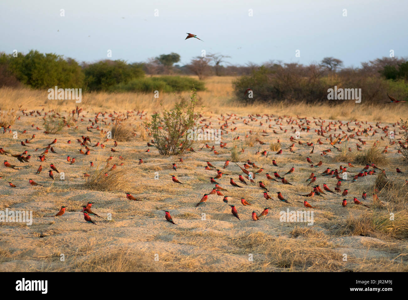 Carmine bee-eater (Merops nubicoides), sitting on the ground, breeding ...